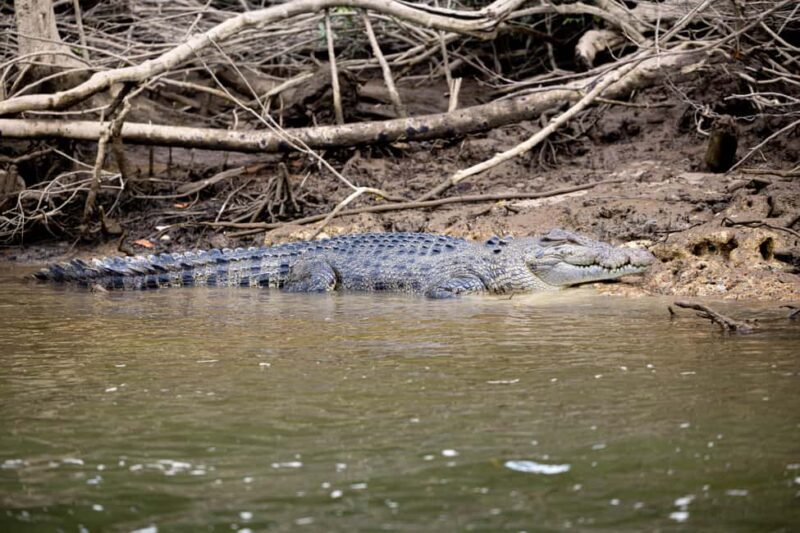 2-Day Waterfall and Daintree Tour - Final Thoughts