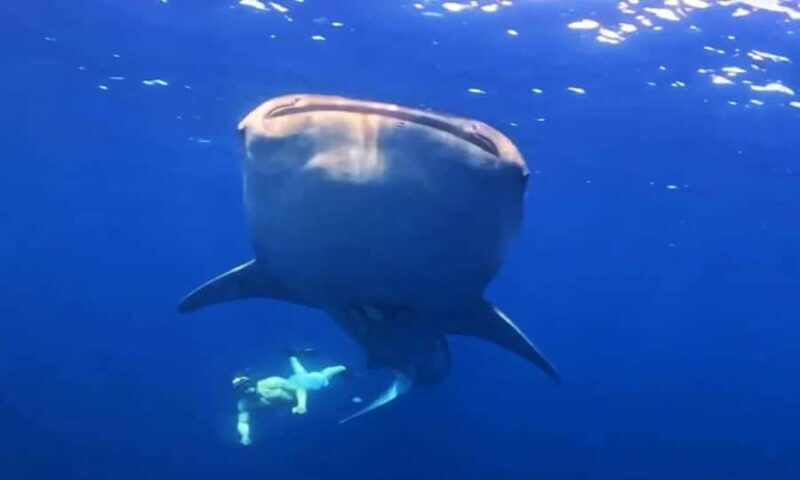 2-Day Whale Shark & Kenawa Island Adventure from Lombok - Key Points