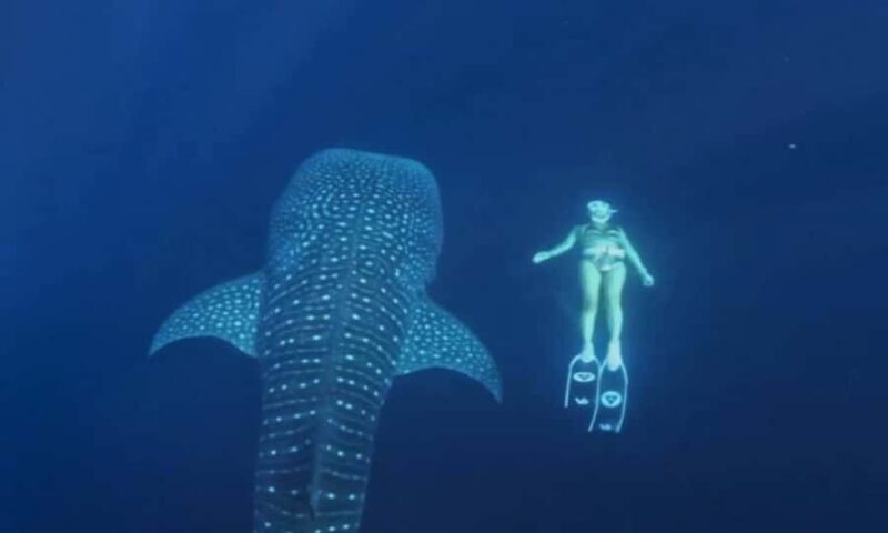 2-Day Whale Shark & Kenawa Island Adventure from Lombok - What We Loved and What to Consider