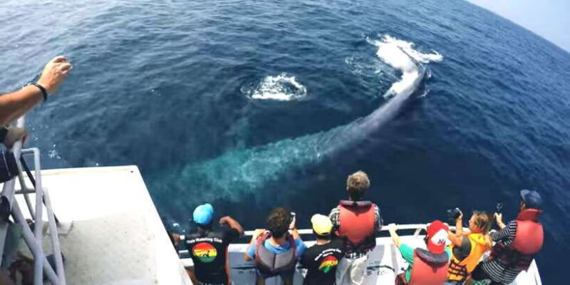 2-Day Whale Watching & Southern Sri Lanka Tour - Key Points