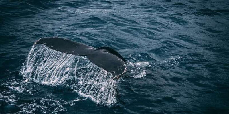2-Day Whale Watching & Southern Sri Lanka Tour - FAQ