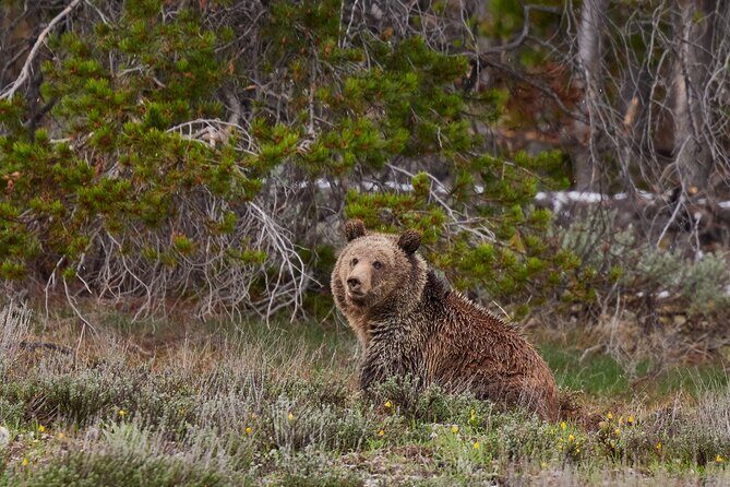 2-Day Yellowstone National Park Upper and Lower Loop Exploration - The Itinerary in Detail: What to Expect