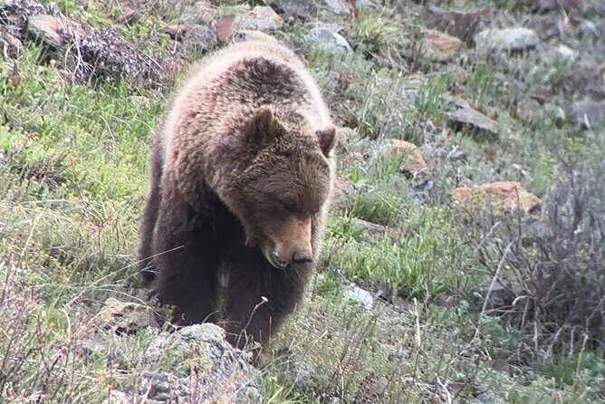 2 Day Yellowstone Safari Upper and Lower Loop Bozeman - Introduction