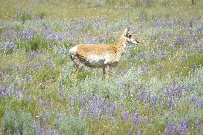 2 Day Yellowstone Safari Upper and Lower Loop Bozeman - Final Thoughts