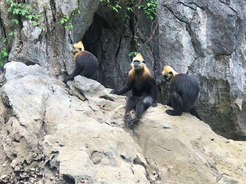 2 Days 1 Night Adventure: Cat Ba National Park, Lan Ha Bay - Authenticity and Highlights for the Adventurous Traveler