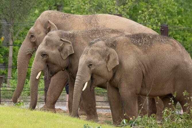 2 Days 1 Night Elephant and Nam Pouy National Tour - A Close-Up Look at the 2 Days 1 Night Elephant and Nam Pouy National Tour