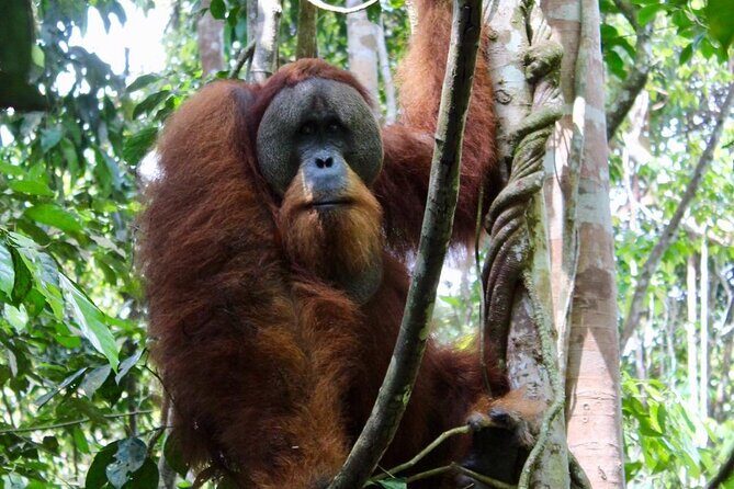 2 Days 1 Night in THE JUNGLE Mount Leuser ( See ORANGUTAN) - Introduction