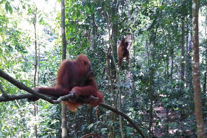 2 Days 1 Night in THE JUNGLE Mount Leuser ( See ORANGUTAN) - Authentic Experiences & Reviewer Insights