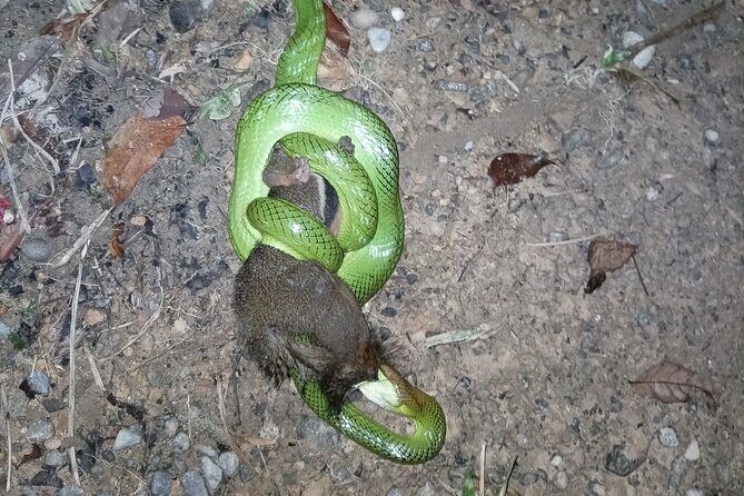 2 Days 1 Night in THE JUNGLE Mount Leuser ( See ORANGUTAN) - The Sum Up