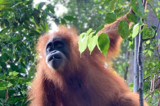 2 Days 1 Night in THE JUNGLE Mount Leuser ( See ORANGUTAN) - FAQ