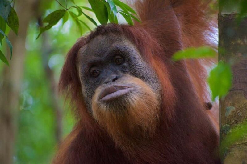 2 Days 1 Night Orangutan Trek Bukit Lawang - Introduction