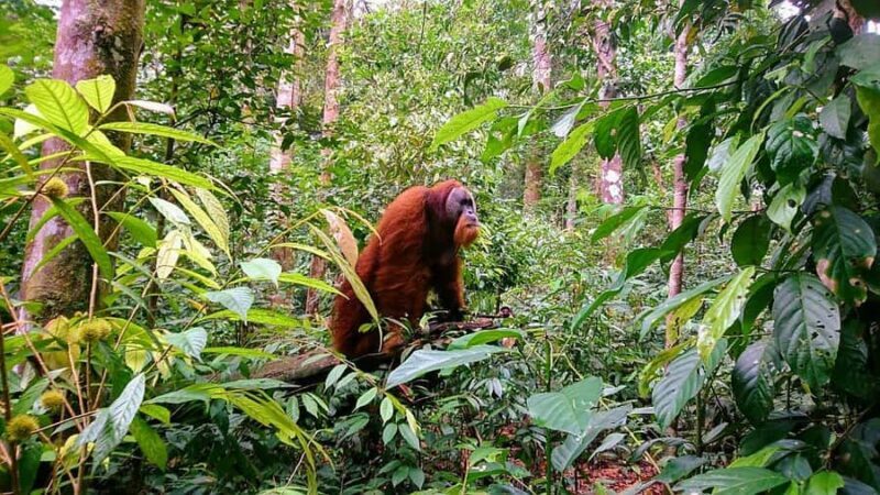 2 Days 1 Night Orangutan Trek Bukit Lawang - Breaking Down the Highlights