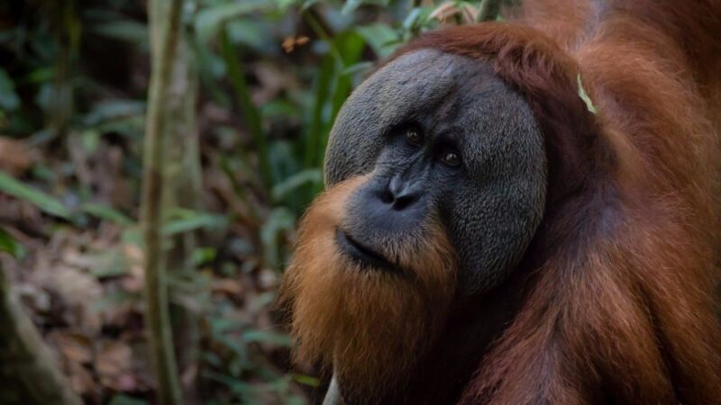 2 Days 1 Night Orangutan Trek Bukit Lawang - Who Should Consider This Tour?