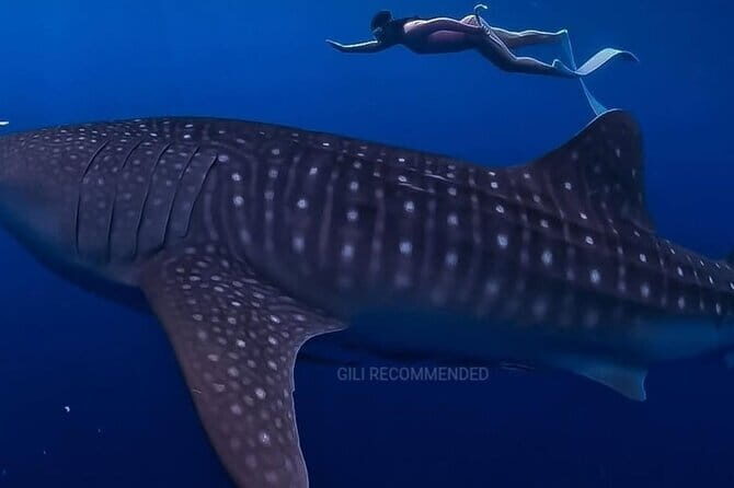 2 Days 1 Night Whale Shark Sharing - Deep Dive Into the Itinerary