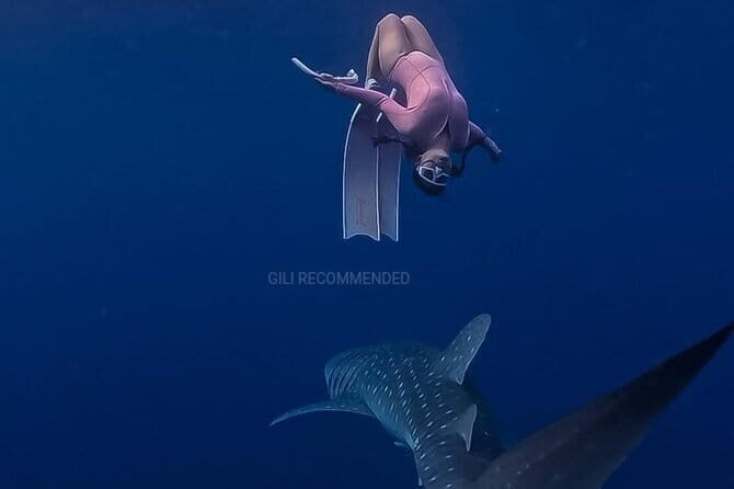 2 Days 1 Night Whale Shark Sharing - FAQs