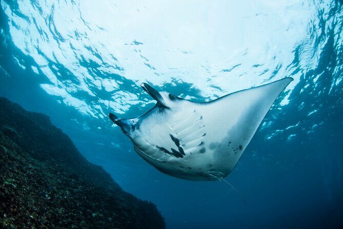 2 Days/1N Trip - Snorkeling with Manta Rays in Lembongan/Penida (all included) - Exploring the Details: What to Expect