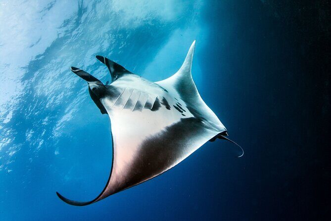 2 Days/1N Trip - Snorkeling with Manta Rays in Lembongan/Penida (all included) - The Value in Detail