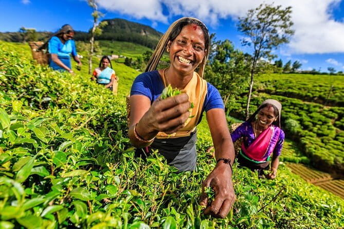 2 Days All inclusive Kandy and Nuwara Eliya Tour from Colombo - An In-Depth Look at the Tour Experience