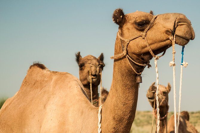 2 Days and 1 Night Camel Safari - What to Expect from the 2-Day Camel Safari