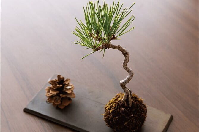2 Days BONSAI Experience in Kagawa - Practical Considerations & Pricing