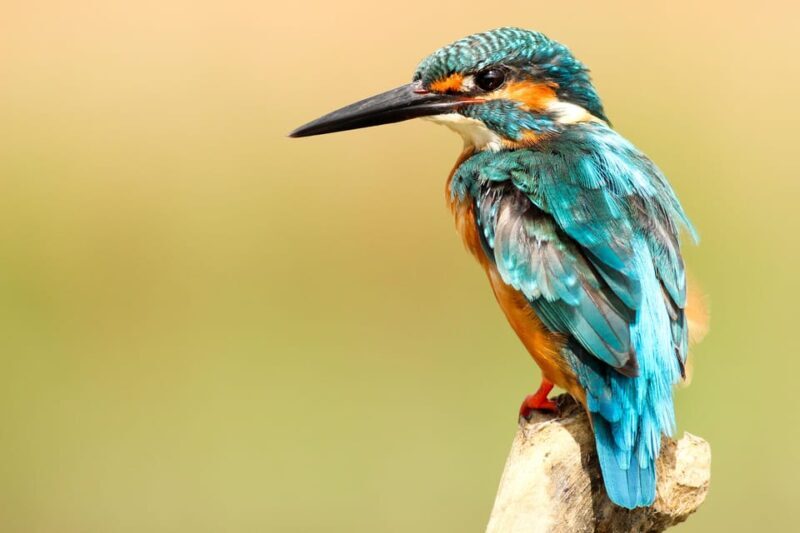 2 Days Chitwan Jungle Safari Tour from Pokhara/Kathmandu - Value and Cost Analysis