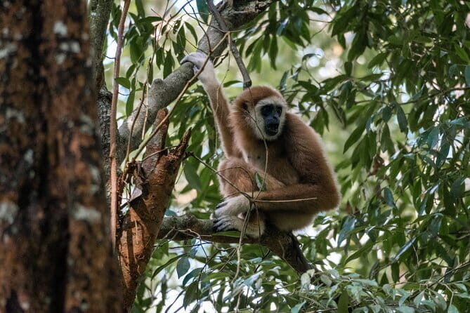 2 Days Ethical Jungle Trek in Sumatra - An In-Depth Look at What This Trek Offers