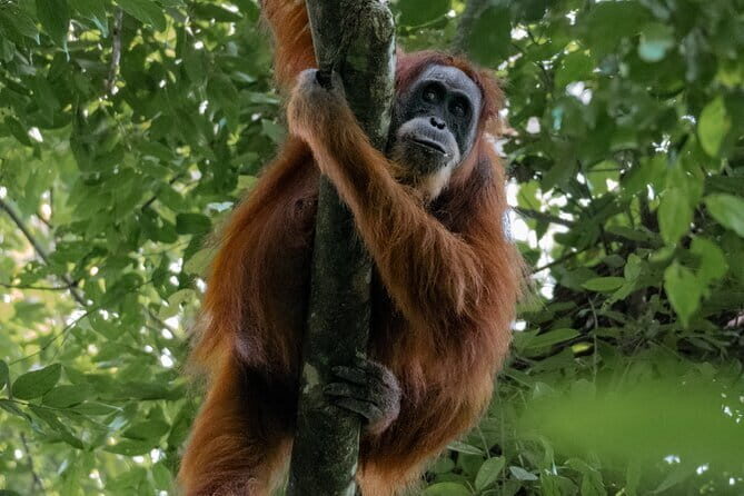 2 Days Ethical Jungle Trek in Sumatra - Why This Tour Stands Out