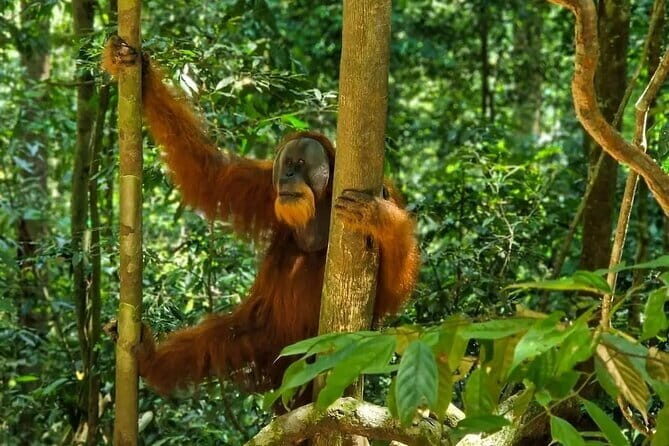 2 Days Ethical Jungle Trek in Sumatra - Who Should Consider This Trek?