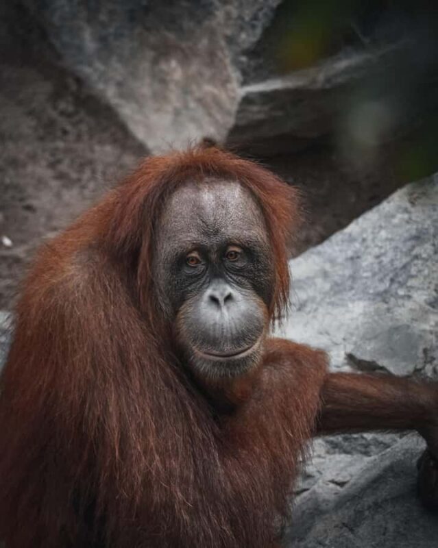 2 Days Expedition from Bukit Lawang: Connect with Nature - FAQ