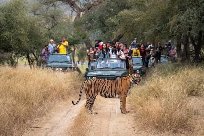 2 Days : Guided Jaipur Tour With Ranthambore Safari & Hotel - FAQ