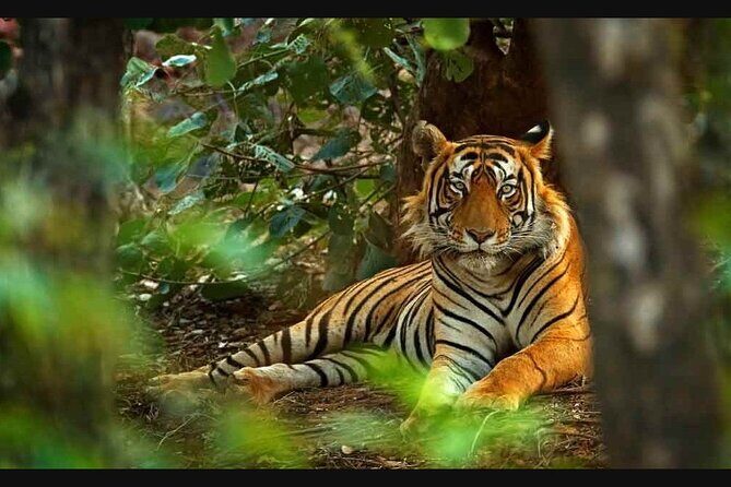 2 Days : Jhalana Leopards & Ranthambore Tiger Safari From Jaipur - Practical Aspects That Matter