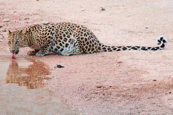 2 Days : Jhalana Leopards & Ranthambore Tiger Safari From Jaipur - The Sum Up