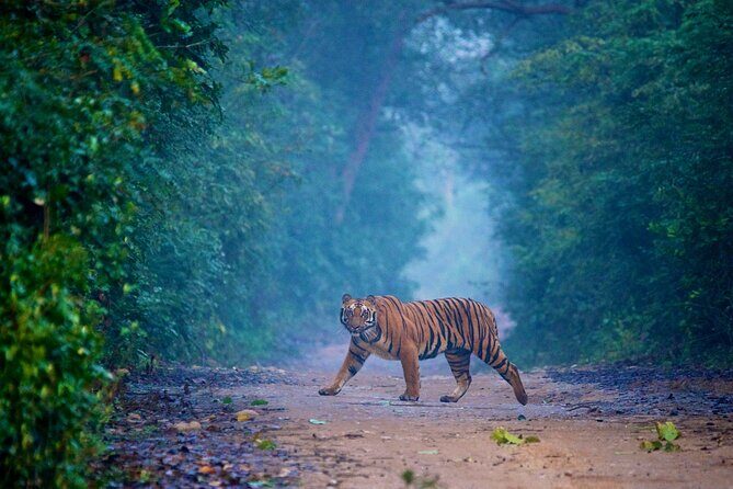 2 - Days: Jim Corbett jungle safari tour from Chennai by Flight - Final Thoughts