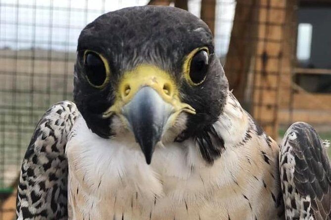 2 Days / Nomadic experience in Yurt - Who Should Consider This Tour?