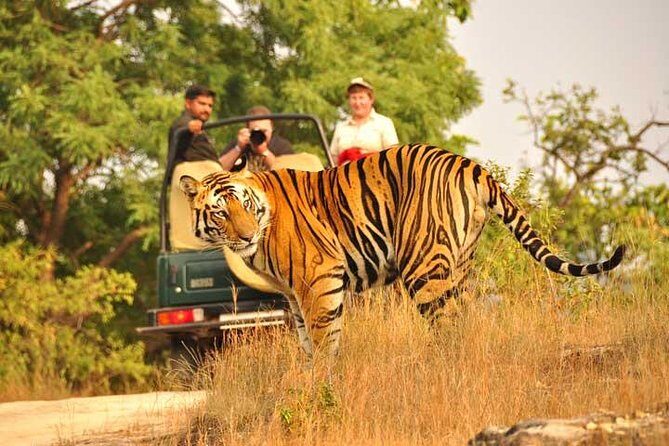 2-Days Private Ranthambhore Tiger Tour from Jaipur - The Logistics and What It Means for You