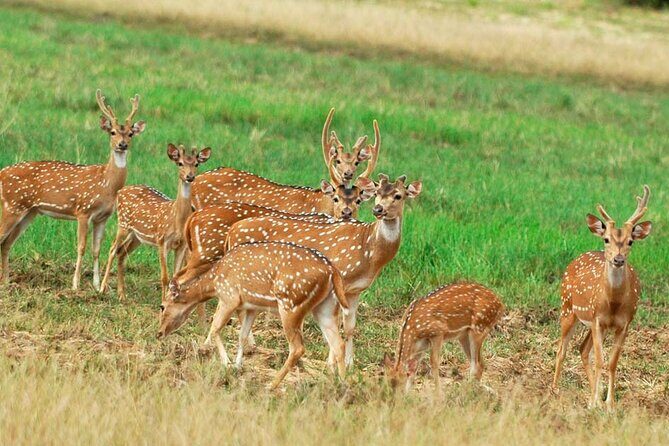 2 Days Private Tour of Sigiriya & Dambulla with Minneriya Safari - All Inclusive - Final Thoughts