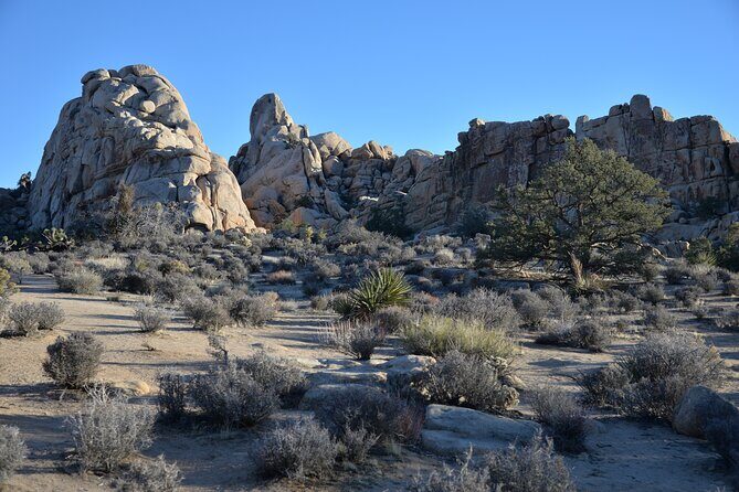 2-days Private Tour to Joshua Tree National Park from Los Angeles - The Value of a Private Guided Experience