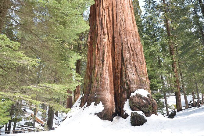 2 Days Private Tour to Sequoia and Kings Canyon Parks from LA - Final Thoughts