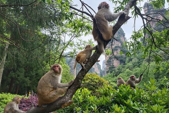 2 Days Private Zhangjiajie National Forest Park In-depth Tour (Avatar Mountain) - Final Thoughts: Is It Worth It?