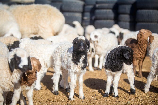 2 Days Przewalski's horses (takhi) and Genuine Nomadic Heritage - Key Points