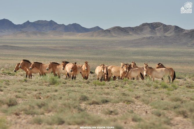 2 Days Przewalski's horses (takhi) and Genuine Nomadic Heritage - Transportation, Timing, and Comfort