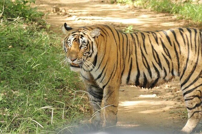 2 Days Ranthambore Wildlife Private Tour from Jaipur - An Overview of the Experience