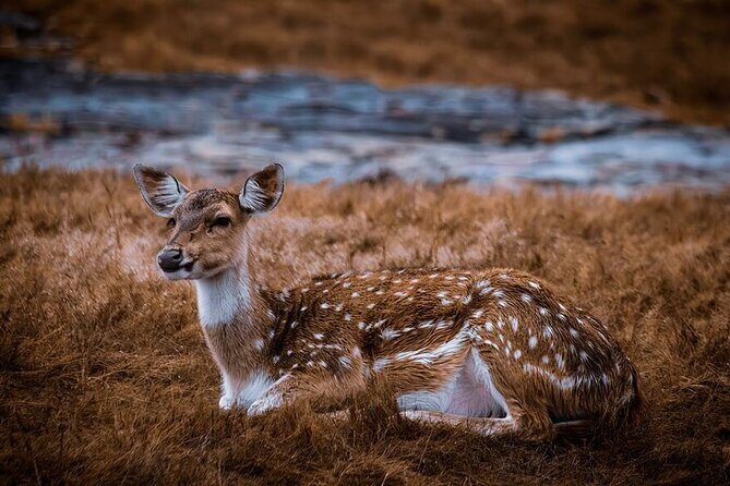 2 Days Ranthambore Wildlife Private Tour from Jaipur - Final Thoughts: Is It Worth It?