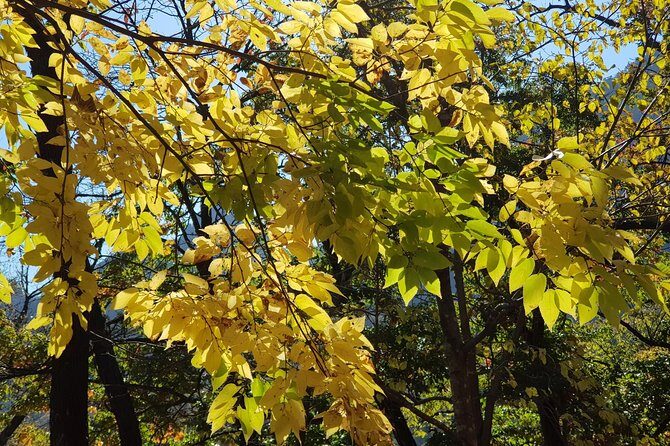 2-days: Real Hiking to Mt Seorak Summit(1,708m) with Professional Mountaineer - Who Should Book This Tour?