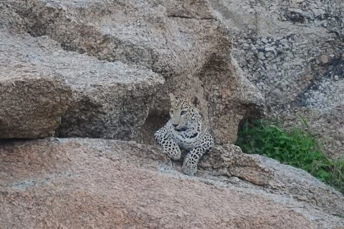 2 Days Safari Tour in Jawai and Jodphur - An In-Depth Look at the Safari Experience