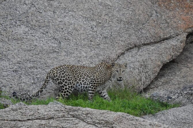 2 Days Safari Tour in Jawai and Jodphur - Who Will Love This Tour?