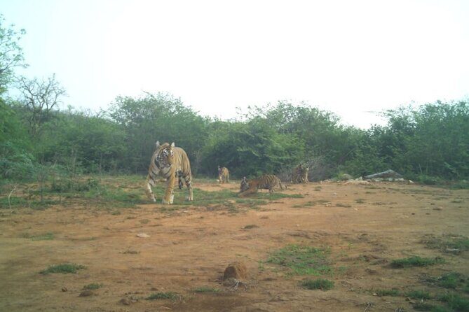 2 Days Sariska Wildlife and Heritage Escape from Delhi - An In-Depth Look at the Experience