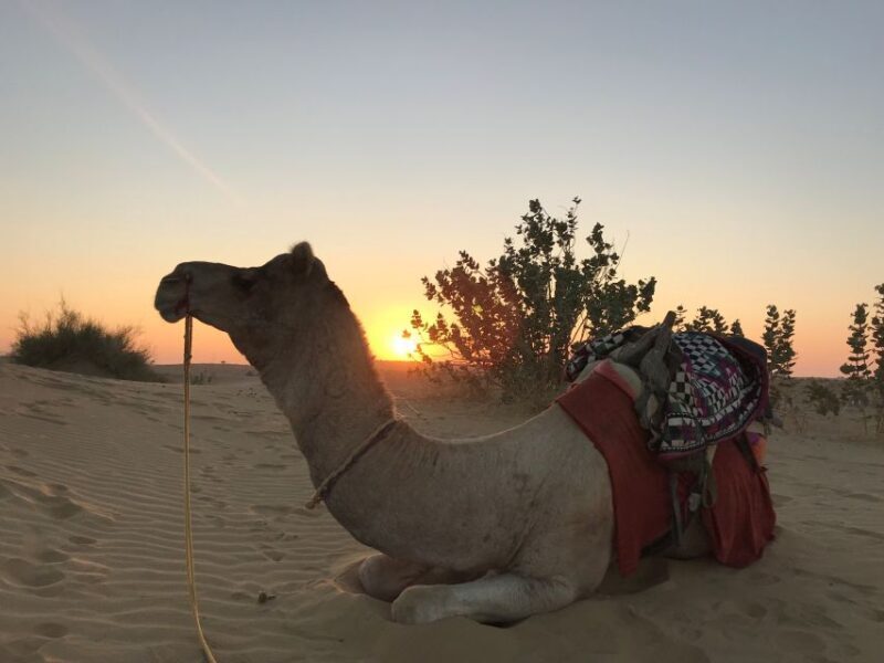 2 Days Sharing Group Non Touristic Camel & Desert Safari - What to Bring and Consider