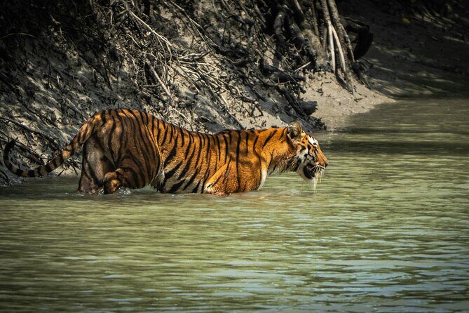 2 Days Sundarban Mangroves Tour from Kolkata - Key Points