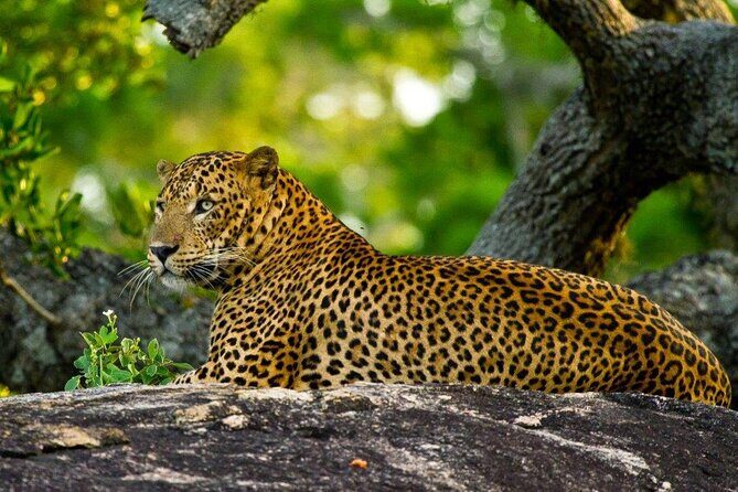 2 Days Tour of Double Safari (Yala & Udawalawe) - All Inclusive - Introduction
